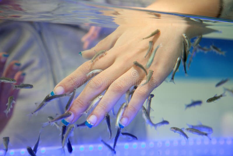 Hand in Water with Fishes. Spa Procedure Stock Image - Image of clean ...