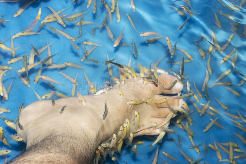 Fish spa foot therapy stock photo. Image of salon, finger - 17894570