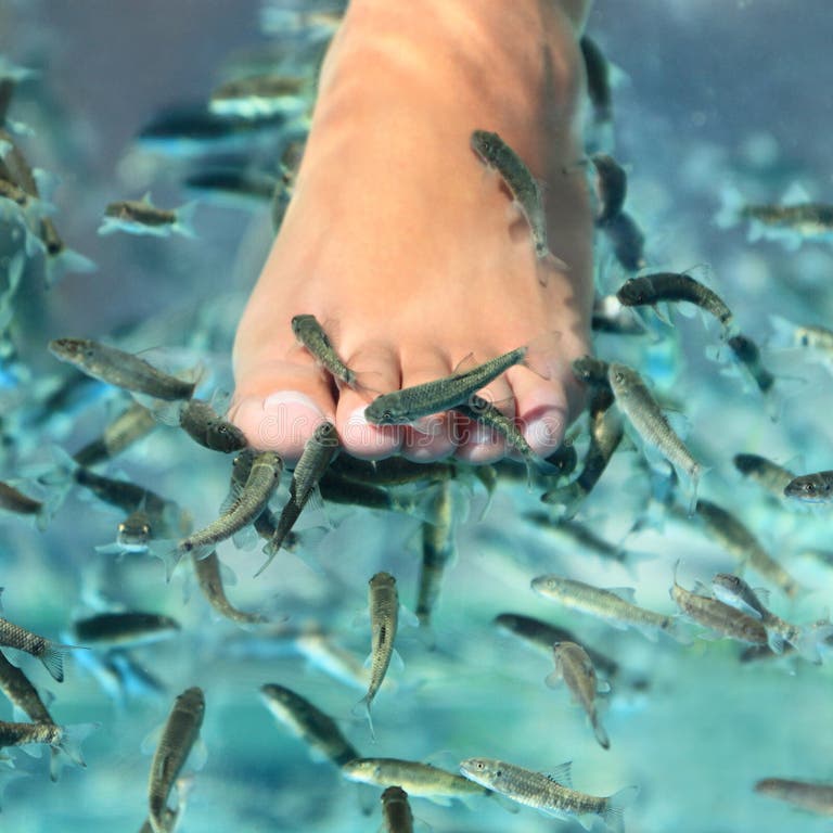 630 Fish Pedicure Therapy Stock Photos - Free & Royalty-Free Stock ...