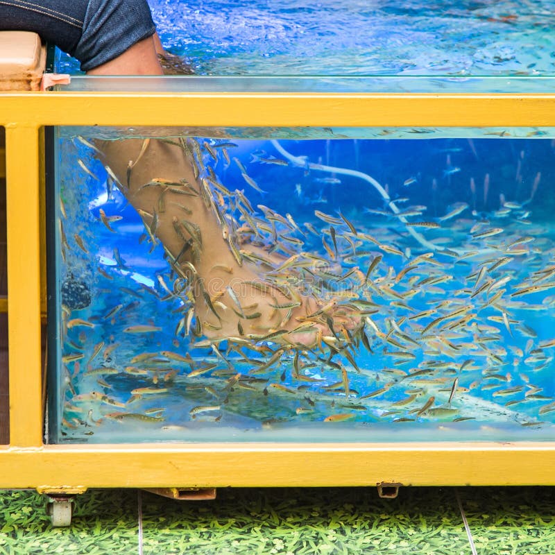 Fish spa pedicure stock photo. Image of people, doctor - 52728668
