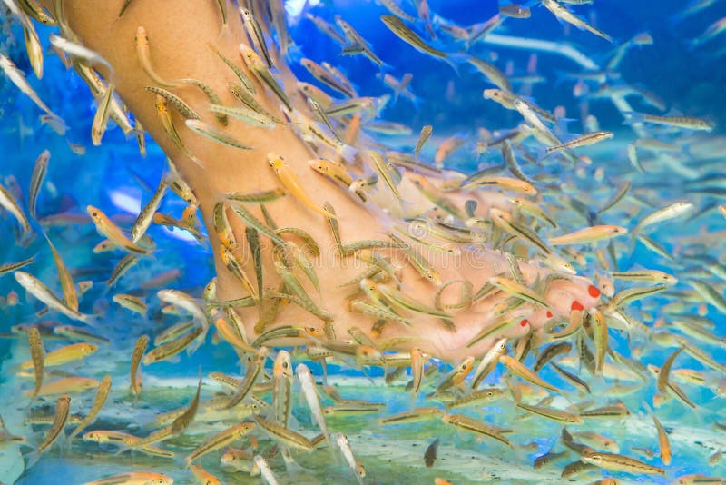 Fish spa pedicure stock photo. Image of procedure, manicure - 52728768