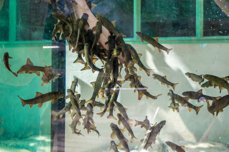 Fish Spa Pedicure Treatment Therapy for Skin of Hand at Spa Stock Image ...