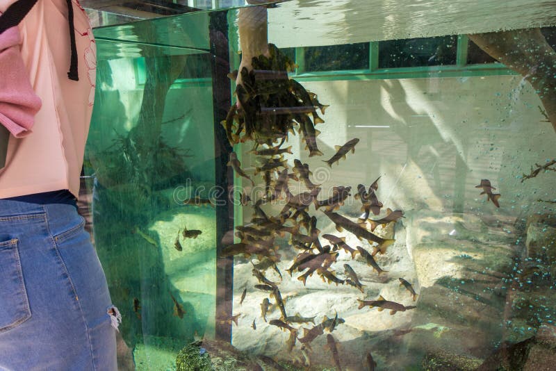Fish Spa Pedicures, Fish Eat Dead Skin Stock Image - Image of beauty ...