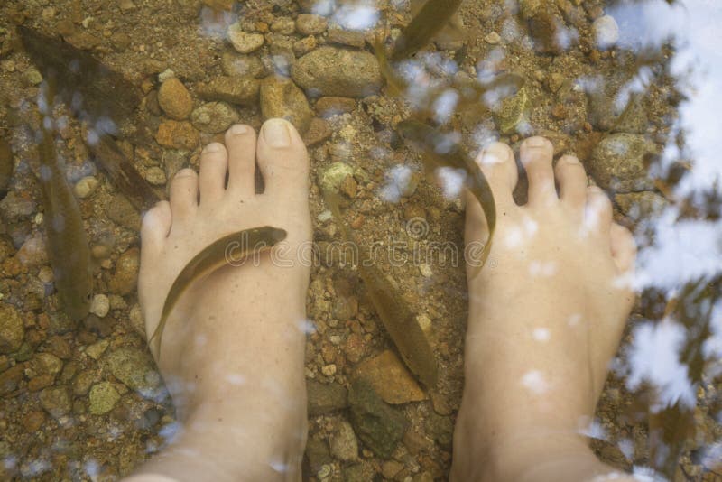 Fish spa stock image. Image of people, real, human, fish - 55001385