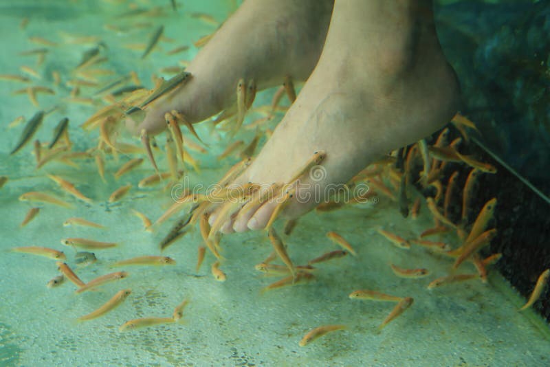 Fish Spa Skin Therapy stock image. Image of doctor, pedicure - 44083911