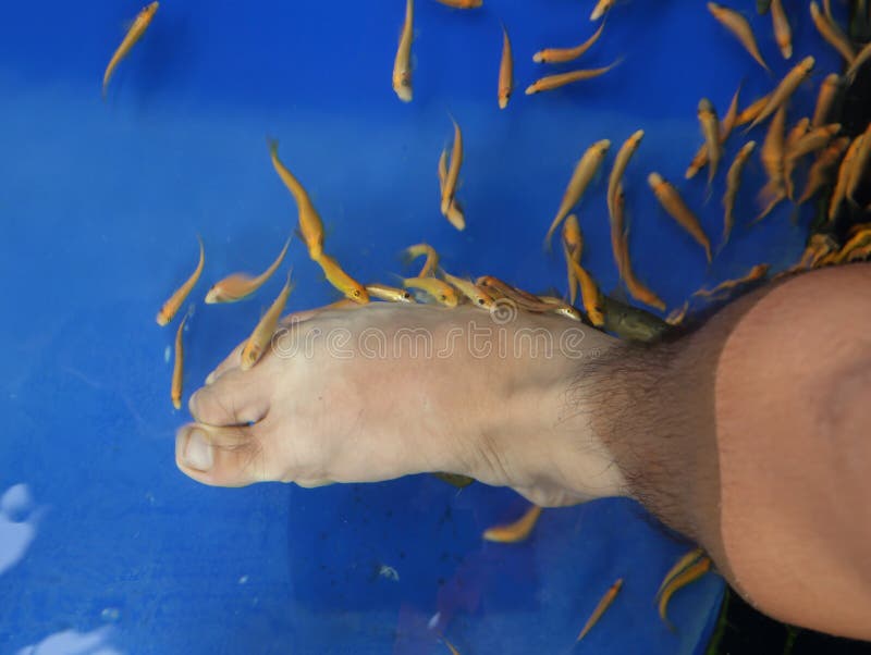 Fish Spa Skin Therapy stock image. Image of garra, rufa - 44084009