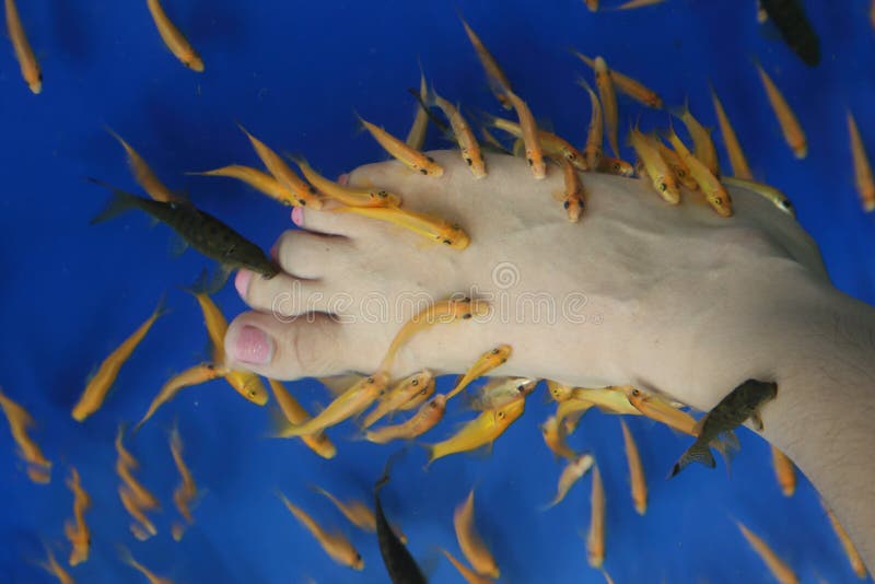 Fish Therapy Stock Photos - Download 3,425 Royalty Free Photos