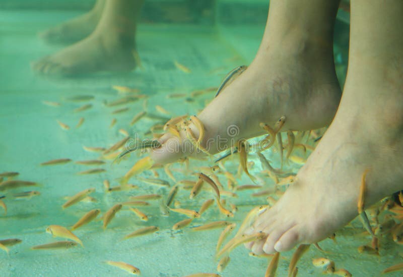 Fish Spa Skin Therapy stock image. Image of healthy, fish - 44541885