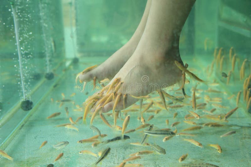 Fish Spa Skin Therapy stock image. Image of healthy, fish - 44541885