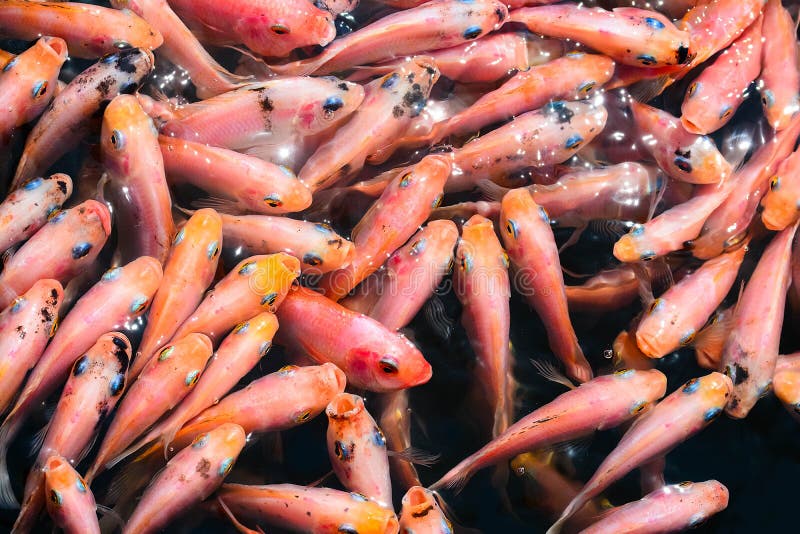 Fish Spa Therapy at Madu River in Sri Lanka Stock Photo - Image of ...