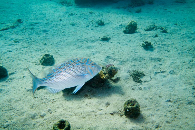 Spangled Emperor Fish Lethrinus Nebulosus on His Coral Reef in the Red ...