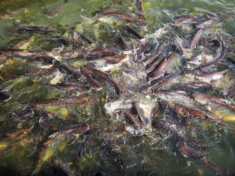 Fish Splash Water stock photo. Image of catfish, lake - 98362326