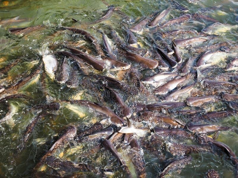 Fish Splash Water stock image. Image of happy, enjoy - 98362711