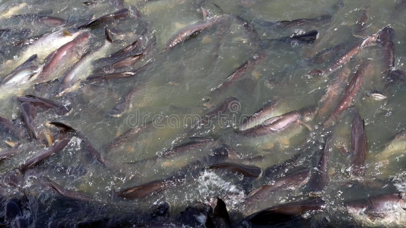Fish are Splashing beside Shore Stock Video - Video of group, carp ...