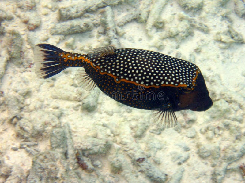 Fish : Spotted Boxfish Picture. Image: 4680361