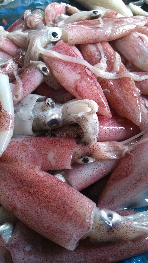 Fish squid stock image. Image of makassar, squid, traditional - 67818689