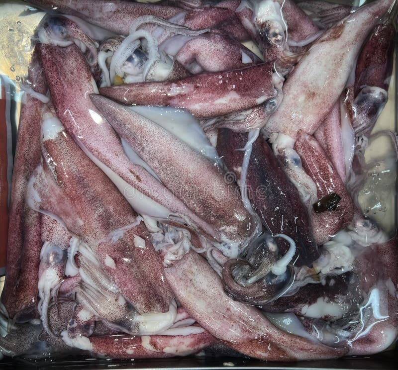 Fish - Squid stock photo. Image of ocean, sold, food - 269639736