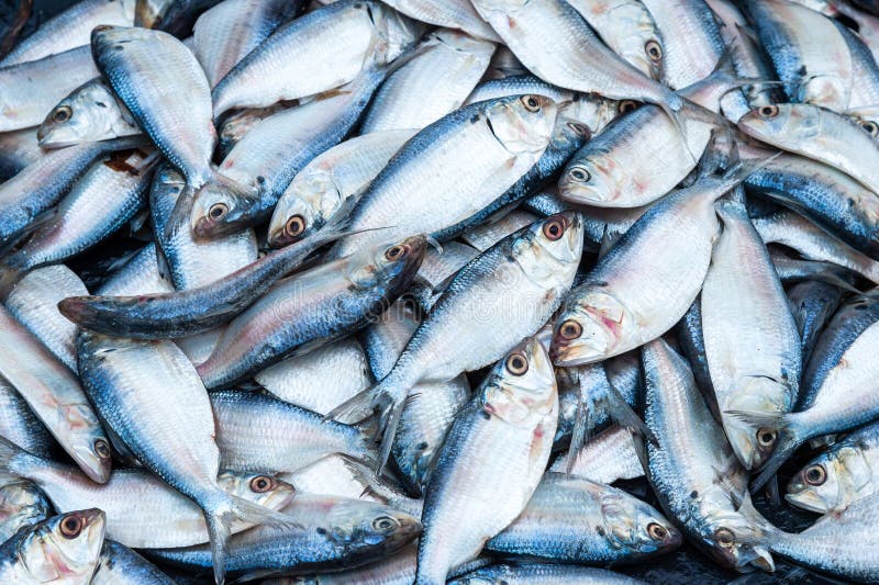 Fish on the Sri Lanka Food Market Stock Photo - Image of freshness ...