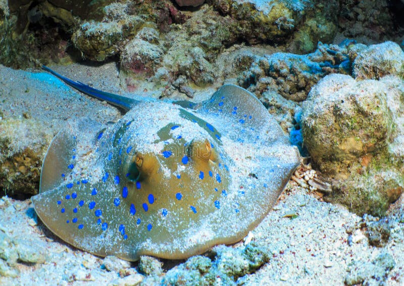 Fish Stingray on the Sea Bed Stock Photo - Image of fish, blue: 70245478