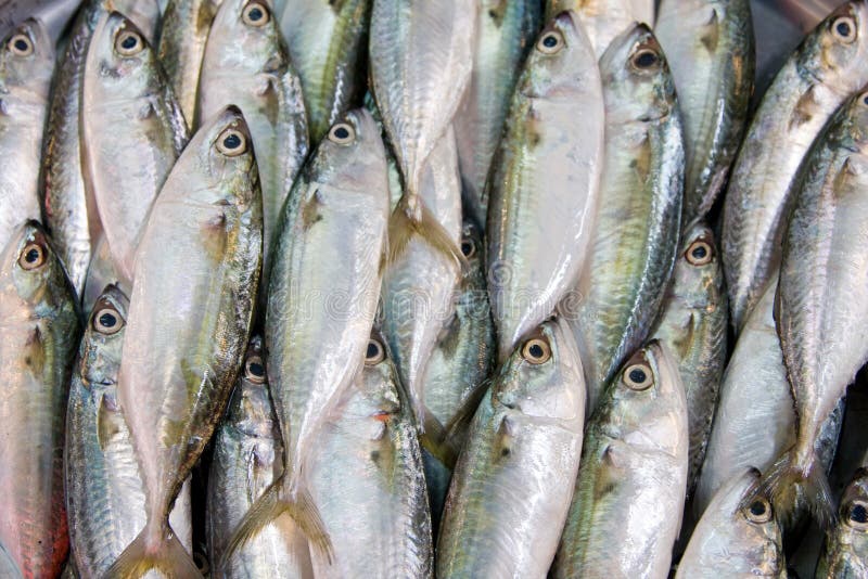 Fish stock stock image. Image of head, produce, retail - 11475677