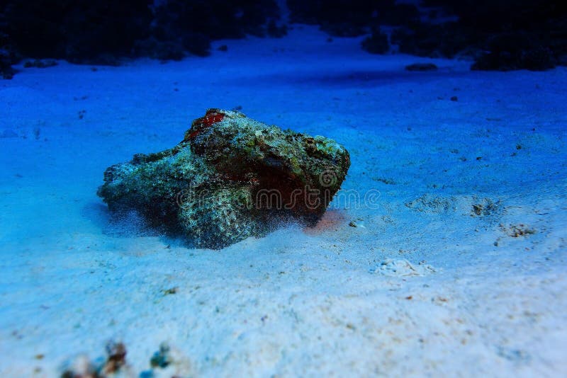Fish stone at seabed stock photo. Image of bottom, coral - 68668404