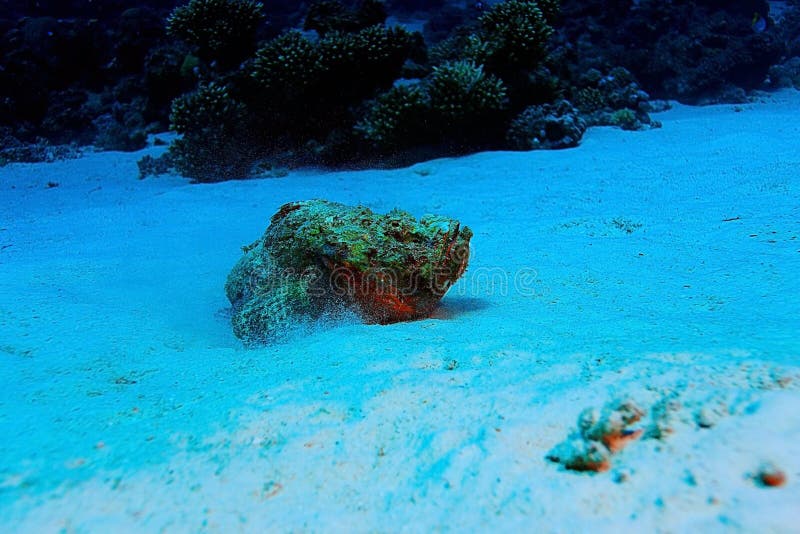 Fish stone stock image. Image of nature, reef, water - 167149503