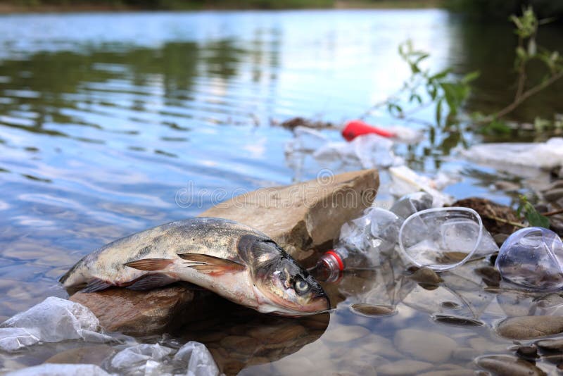 Dead Fish on Stone among Trash in River. Environmental Pollution ...
