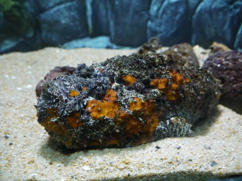 Fish stone stock image. Image of nature, reef, water - 167149503