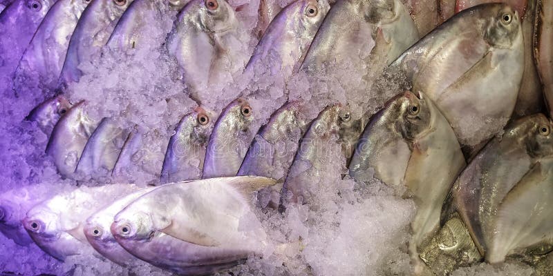 Fish stored in the market stock image. Image of seafood - 203345241