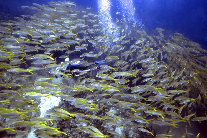 Fish Storm stock photo. Image of pattern, design, island - 170288