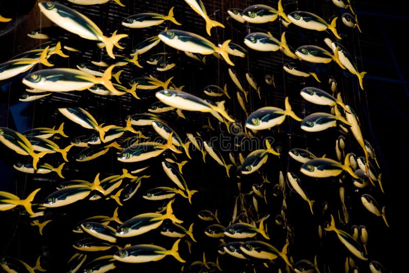 Fish Storm stock photo. Image of pattern, design, island - 170288