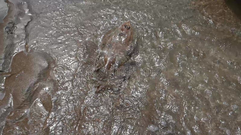 Fish Stranded in a Rockpool on a Cornish Beach Stock Video - Video of ...