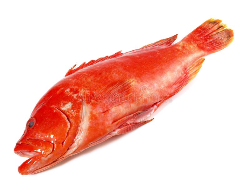 Fish - Strawberry Grouper, Coral Hind Stock Photo - Image of ocean ...