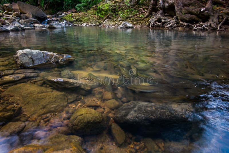 Fish in Streams that are Perfect in Nature and Have Fresh Air. Stock ...