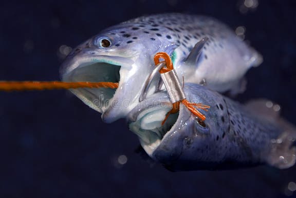 172 Fish Stringer Clips Stock Photos - Free & Royalty-Free Stock Photos ...