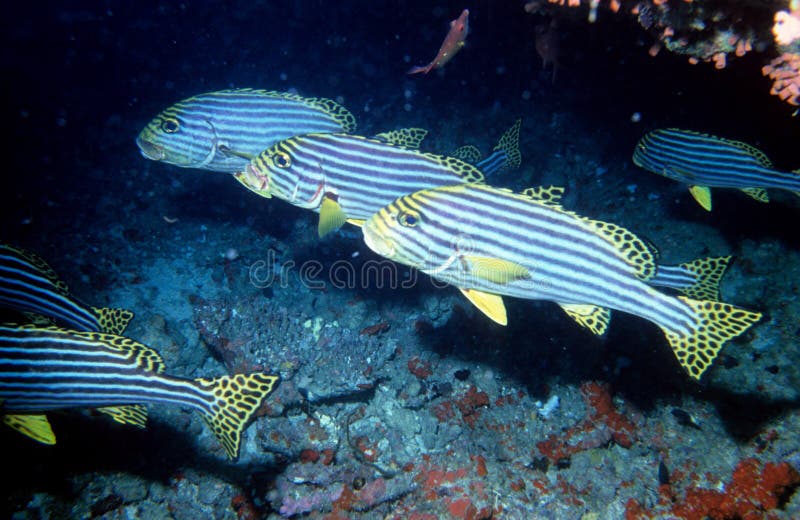 Fish stripe stock photo. Image of three, fishes, scuba - 24548192