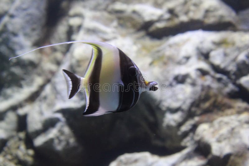 Fish Striped Angelfish in the Clear Water of the Aquarium Stock ...