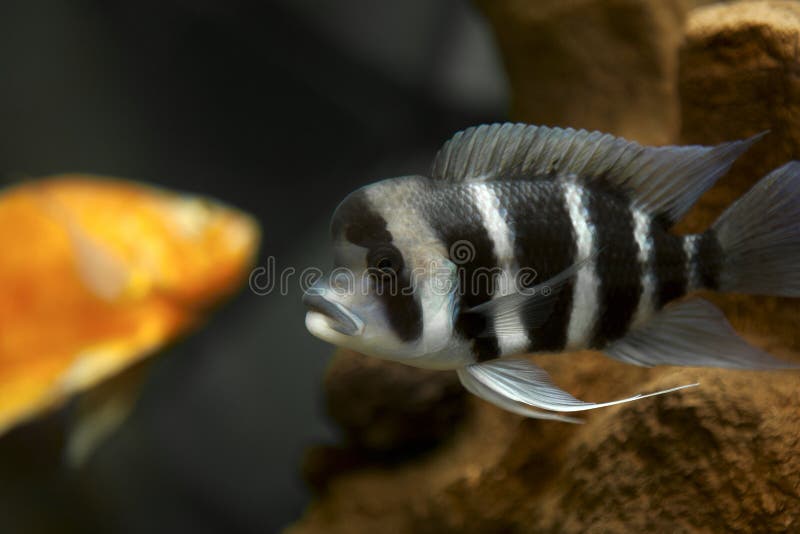 Fish with Stripes in Aquarium Stock Photo - Image of aquatic, black ...