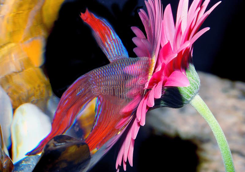 Fish studying flower stock photo. Image of blossom, swimming - 4639380