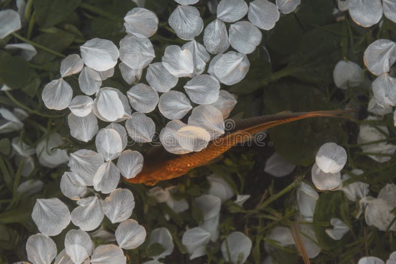 Fish in Sunset Rays and Petals of Spring Flowers Top View Stock Image ...