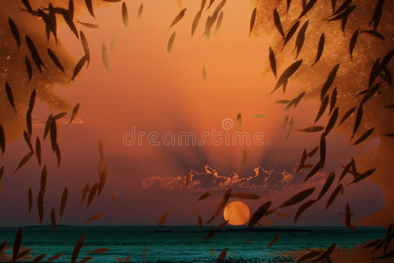 Sunset at the sea stock image. Image of diving, fish - 135676653
