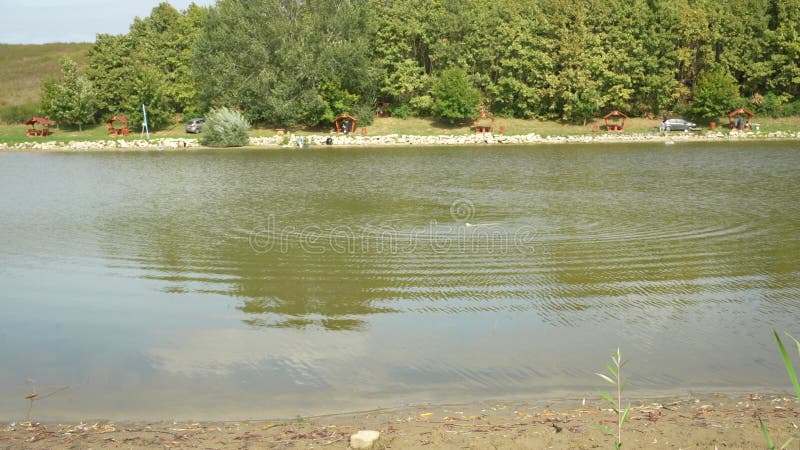 Fish Appearing on the Surface As Being Caught Stock Footage - Video of ...