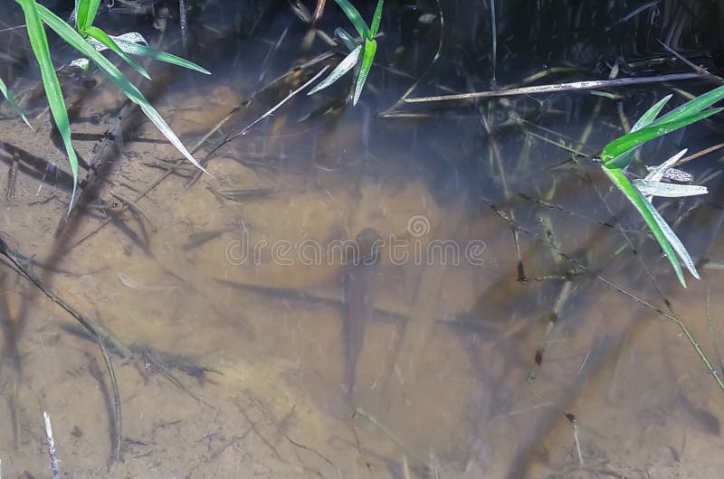 Swamp of red koi fish. stock photo. Image of feeding - 104844794
