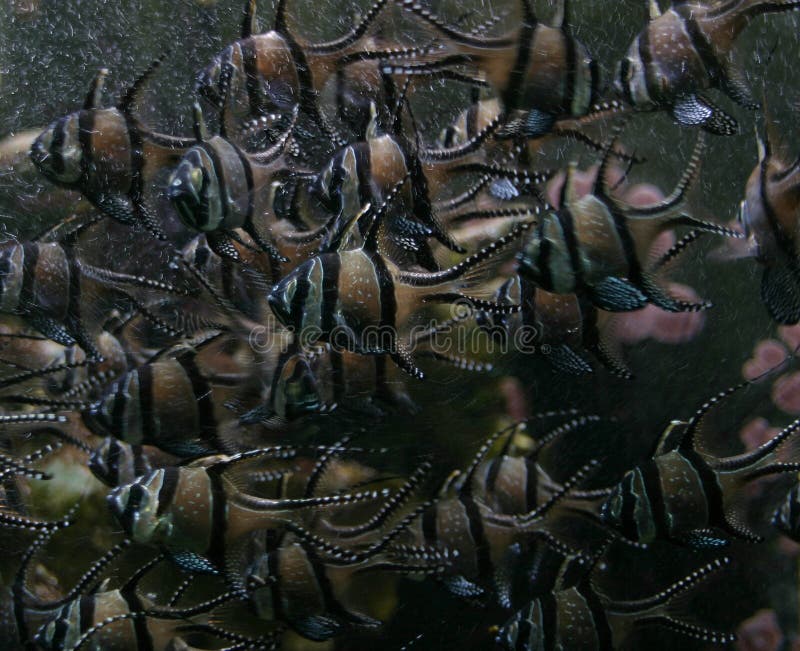 Fish swarm stock photo. Image of caribbean, ocean, tropical - 1384842