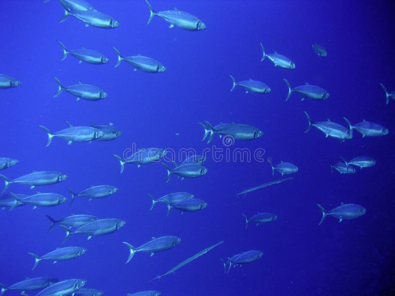 Fish Swarm stock photo. Image of blue, ocean, water, swarn - 398086