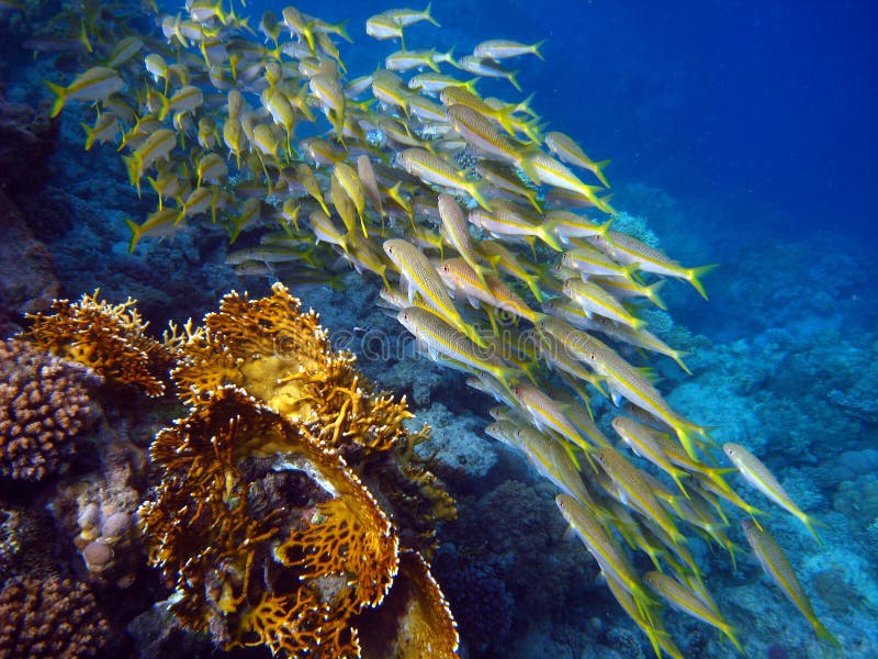 Fish Swarm at a Colorful Reef Stock Image - Image of coral, deep: 9576037