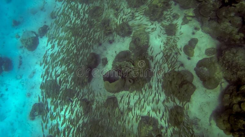 Fish Swarm at the Ground of Tropical Ocean Water Stock Photo - Image of ...