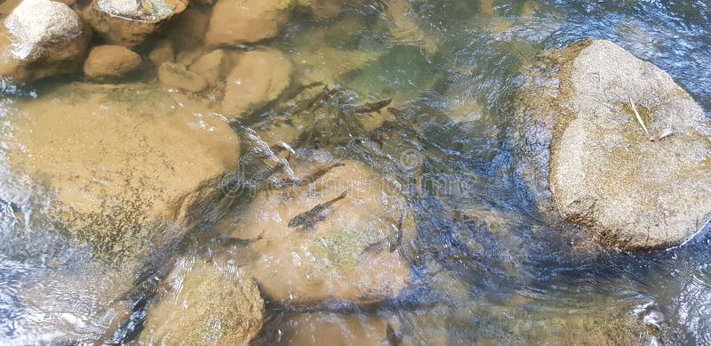 Fish Swim in Cold Water Flowing from the Source. Stock Image - Image of ...