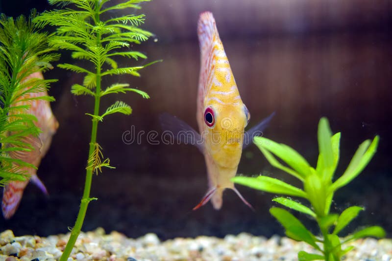 Cute fish in fish tank stock image. Image of tank, fishtank - 265480989