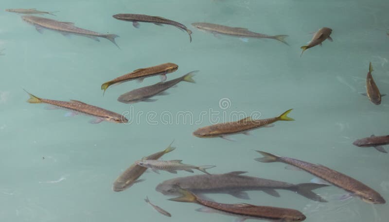 Erawan Waterfall With Fish In Water Stock Photo - Image of fish, river ...